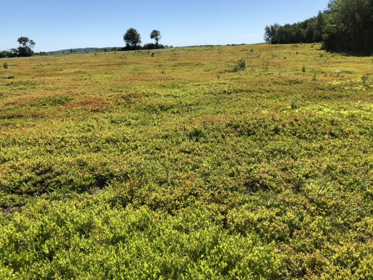 Pictures of our Blueberry Sod | Wild Sods of Maine