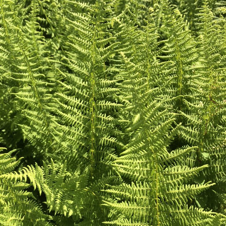 Hay-scented Fern, Blueberry & other Wild Native Sods for Landscaping ...