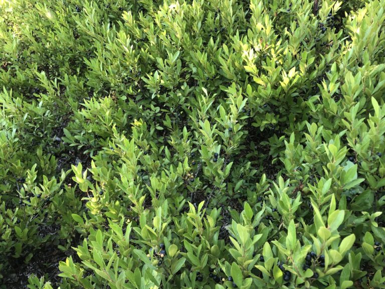Pictures of our Huckleberry Sod | Wild Sods of Maine