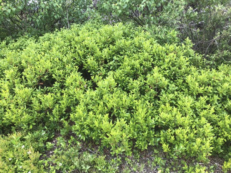 Pictures of our Huckleberry Sod | Wild Sods of Maine
