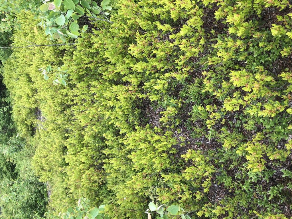 Huckleberry2 | Wild Sods of Maine