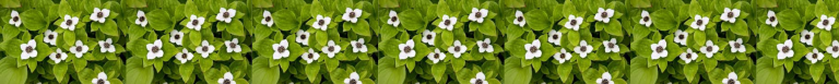 Hay-scented Fern, Blueberry & other Wild Native Sods for Landscaping ...