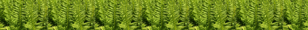 Hay-scented Fern, Blueberry & other Wild Native Sods for Landscaping ...