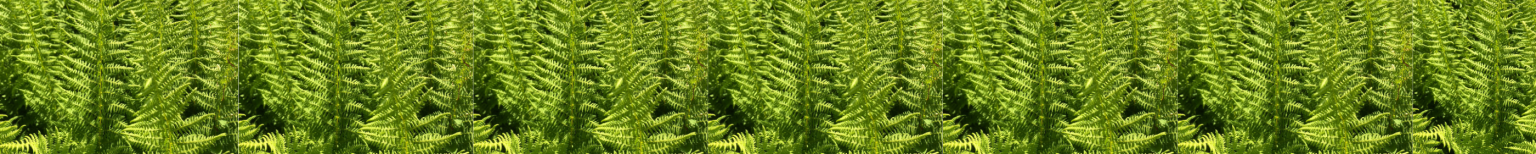 Hay-scented Fern, Blueberry & other Wild Native Sods for Landscaping ...