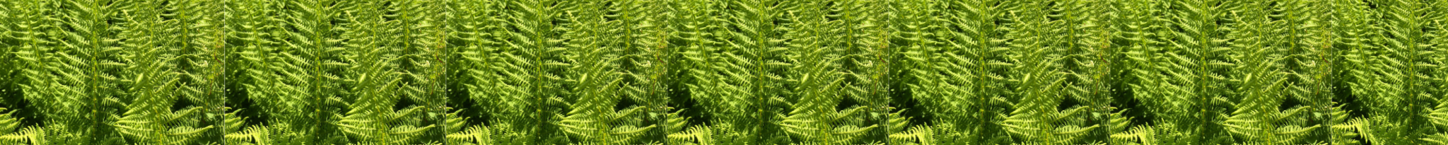 Hay-scented Fern, Blueberry & other Wild Native Sods for Landscaping ...