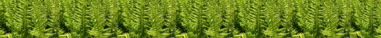 Hay-scented Fern, Blueberry & other Wild Native Sods for Landscaping ...