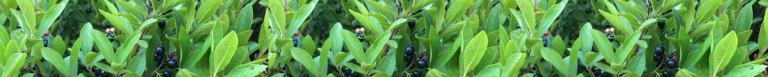 Blueberry, Hay-scented Fern & other Wild Native Sods for Landscaping ...