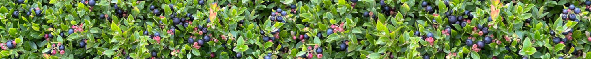Hay-scented Fern, Blueberry & other Wild Native Sods for Landscaping ...
