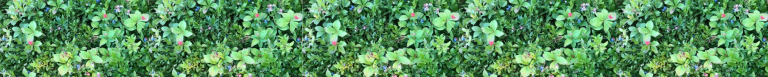 Hay-scented Fern, Blueberry & other Wild Native Sods for Landscaping ...