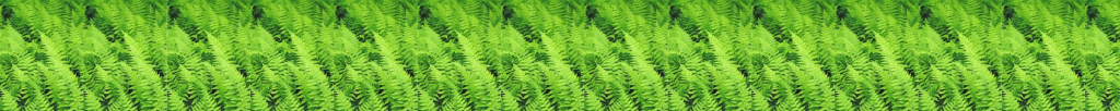 Blueberry, Hay-scented Fern & other Wild Native Sods for Landscaping ...