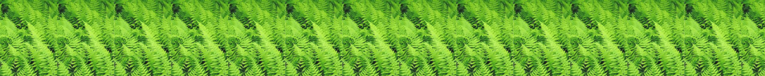 Blueberry, Hay-scented Fern & other Wild Native Sods for Landscaping ...