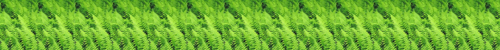 Hay-scented Fern, Blueberry & other Wild Native Sods for Landscaping ...