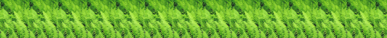 Hay-scented Fern, Blueberry & other Wild Native Sods for Landscaping ...