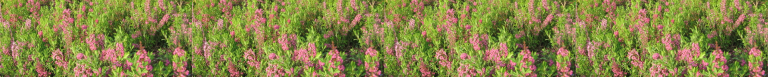 Hay-scented Fern, Blueberry & other Wild Native Sods for Landscaping ...