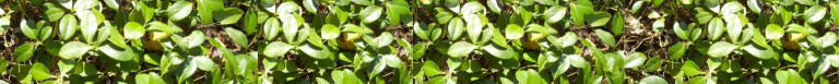 Hay-scented Fern, Blueberry & other Wild Native Sods for Landscaping ...