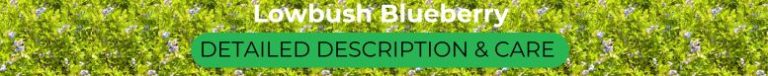 Pictures of our Blueberry Sod | Wild Sods of Maine