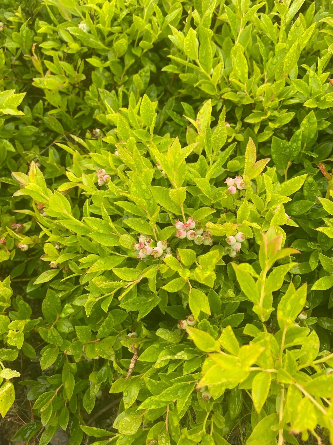 Pictures of our Blueberry Sod | Wild Sods of Maine