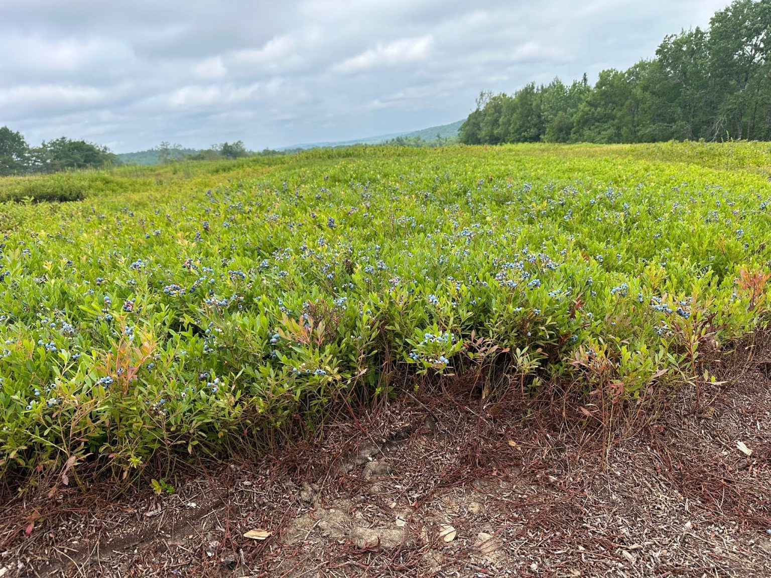 Pictures of our Blueberry Sod | Wild Sods of Maine